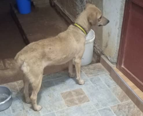 Liver disease in dogs explained. How it presents.
